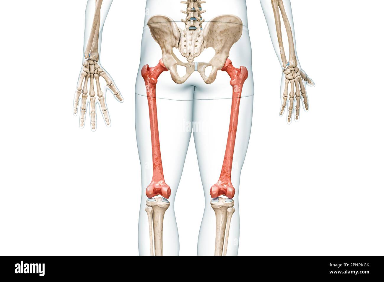 Femur bones rear view in red color with body 3D rendering illustration ...