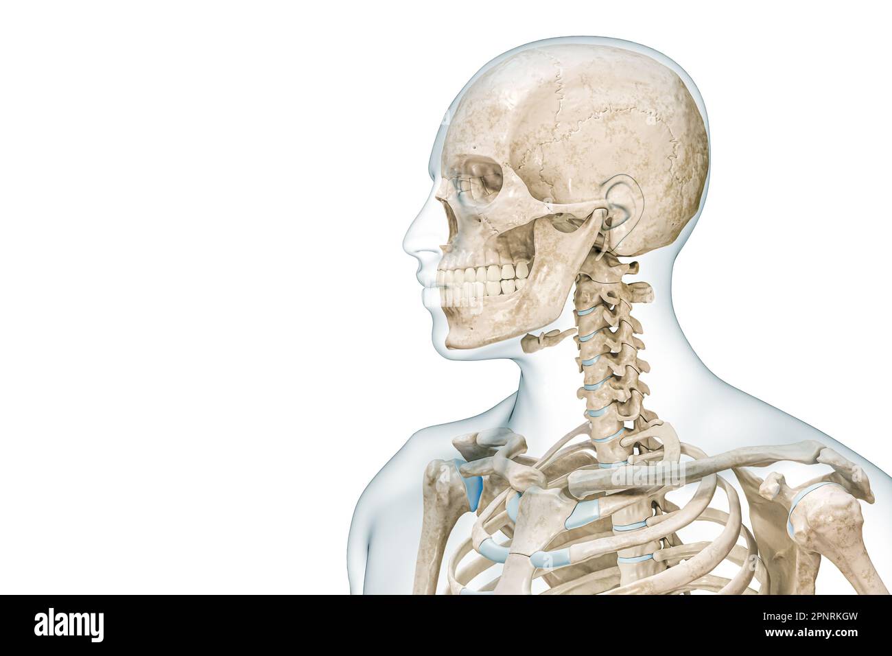 Human Skeleton Profile