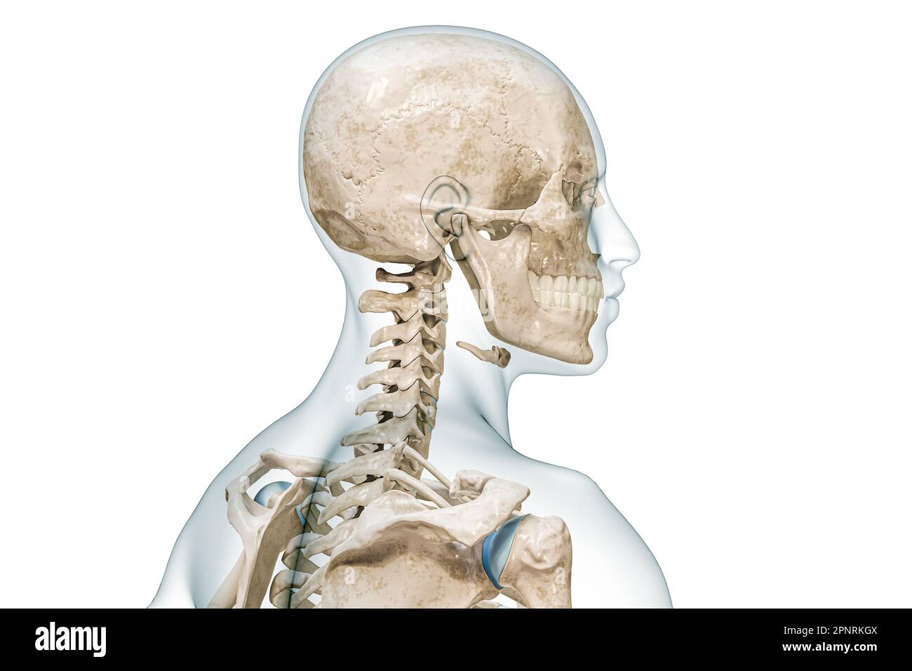 Cervical vertebrae and skull profile view 3D rendering illustration ...