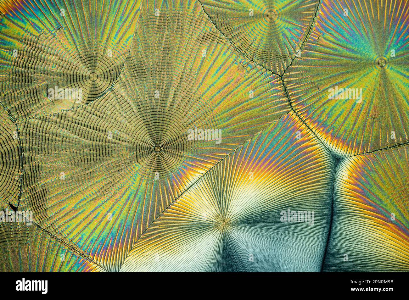 Vitamin C crystals on microscope slide Stock Photo - Alamy