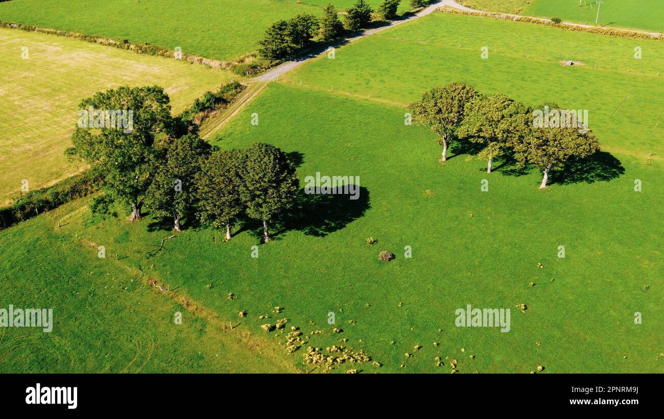 Several deciduous trees grow on a green grass field, top view. Irish ...