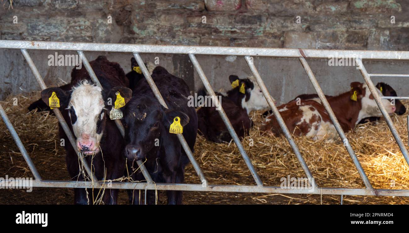 Small calves behind fence hi-res stock photography and images - Alamy