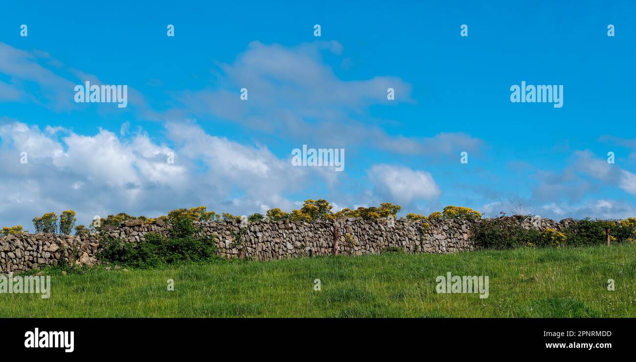 A stone fence on a farmer's field in Ireland in summer. Blue sky over a ...
