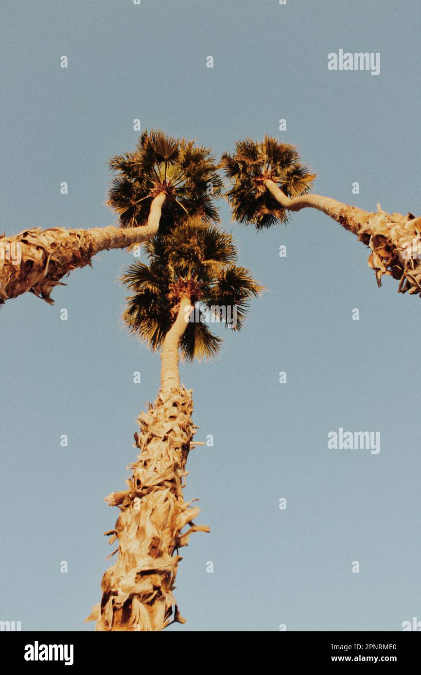 Havasu palms hi-res stock photography and images - Alamy