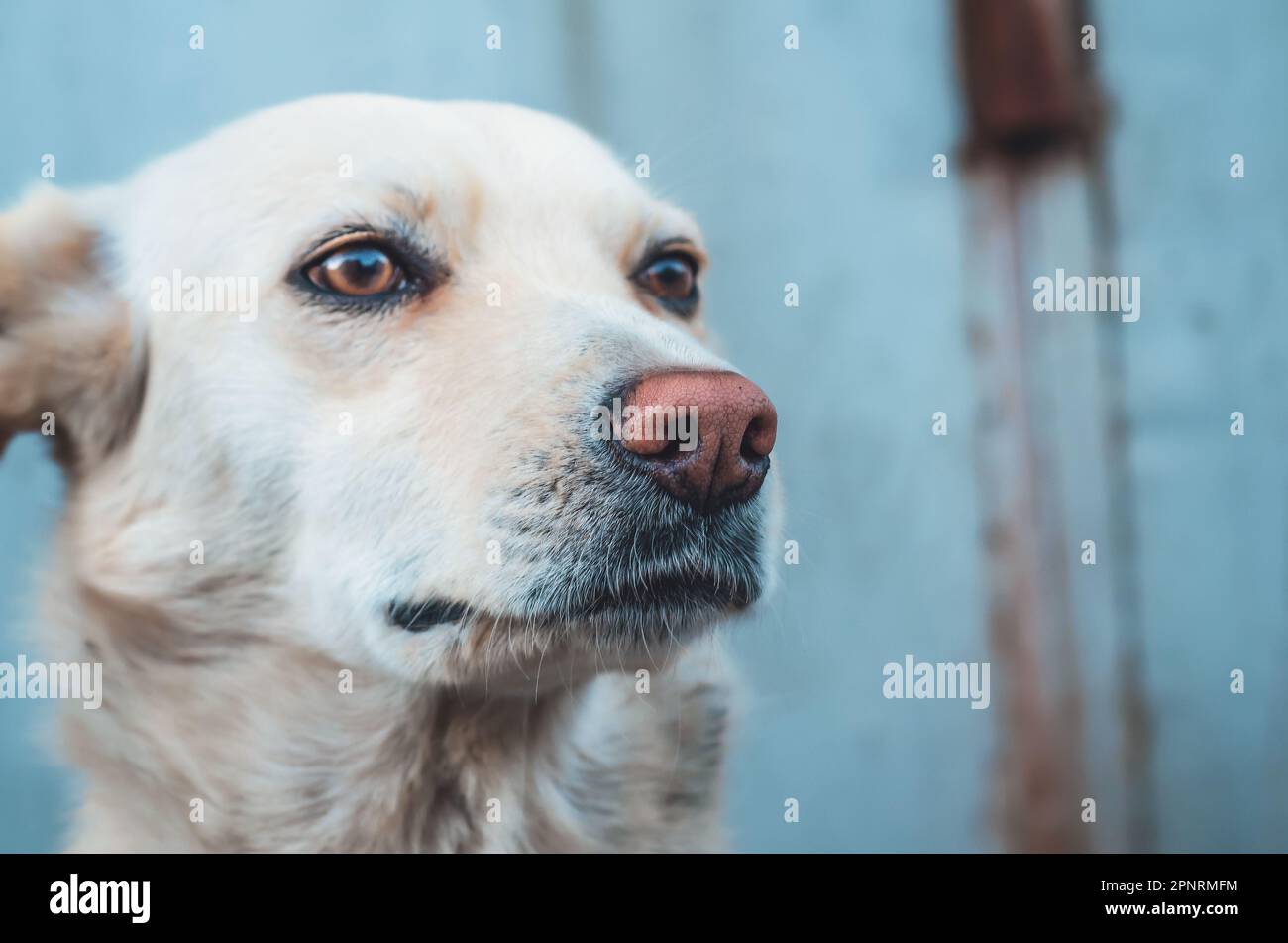 Adorable surprised brown dog hi-res stock photography and images - Alamy