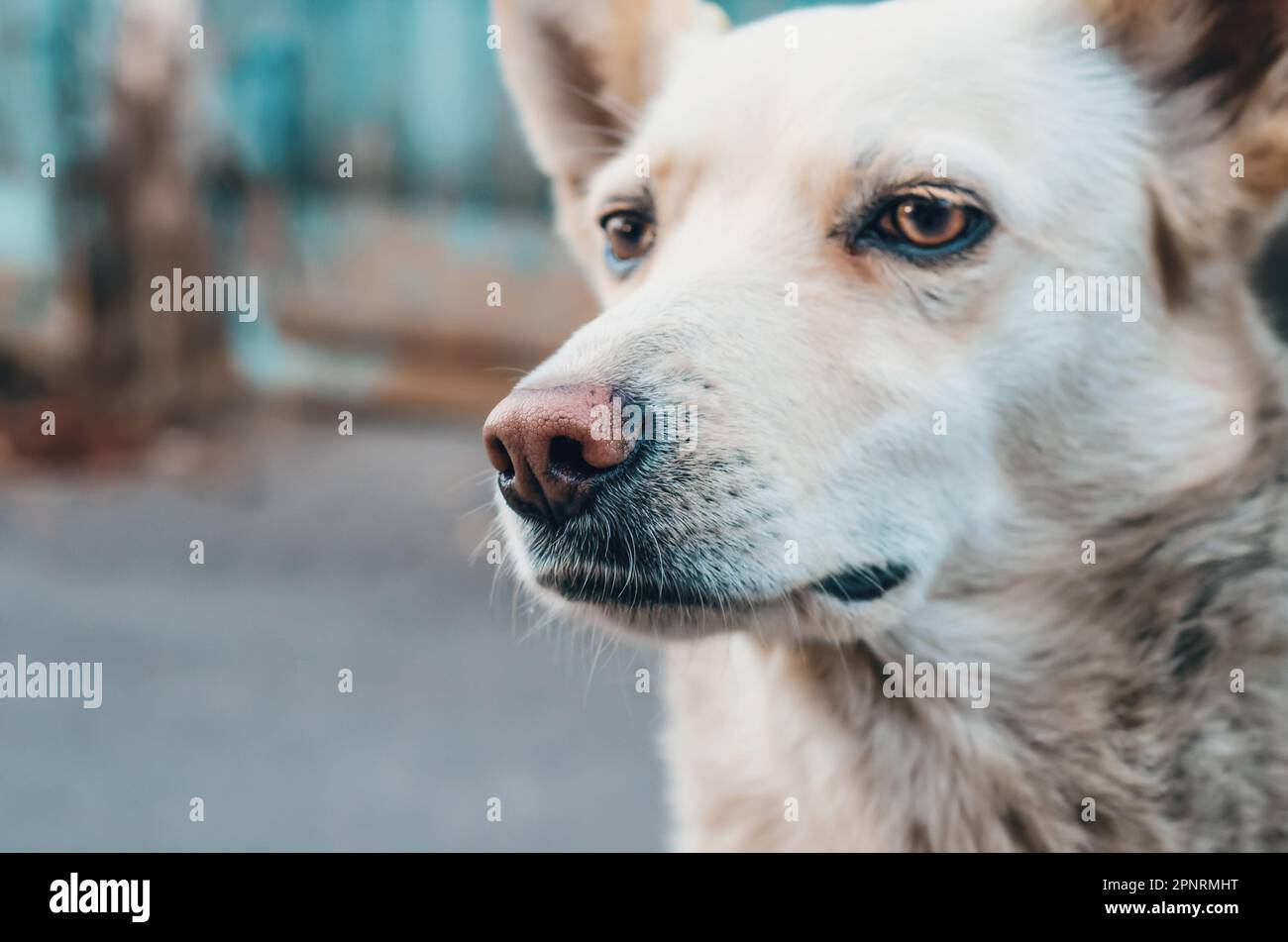 Adorable surprised brown dog hi-res stock photography and images - Alamy