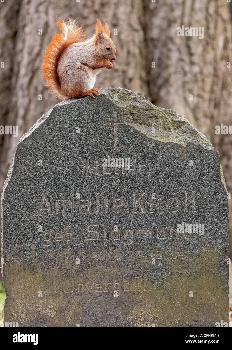 Red squirrel (Sciurus vulgaris) in the Friedhof Alter ( old cemetery ...