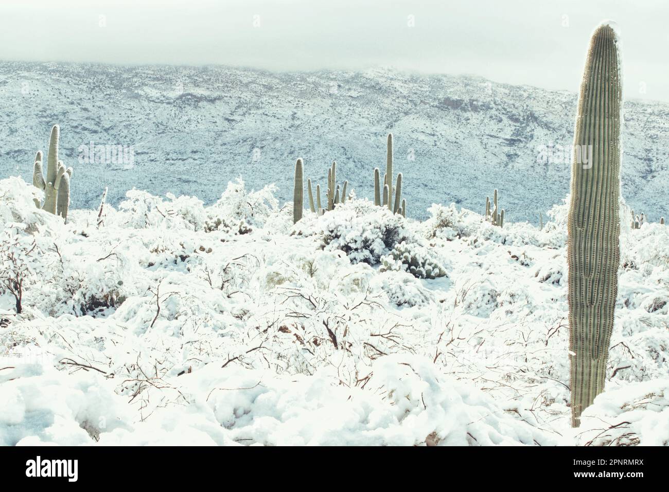 Saguaro in the snow hi-res stock photography and images - Alamy