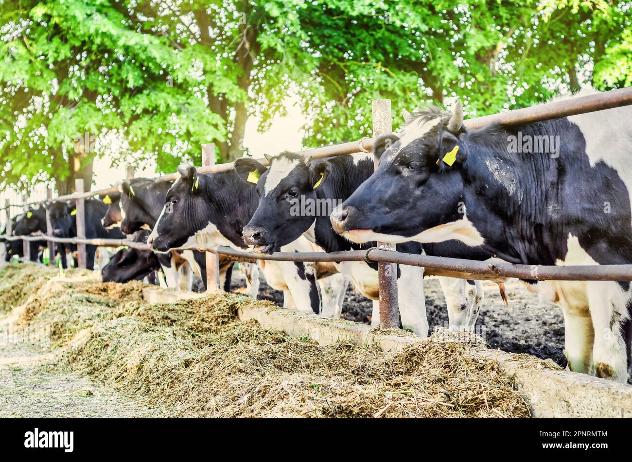 Cows looking over fence hi-res stock photography and images - Alamy