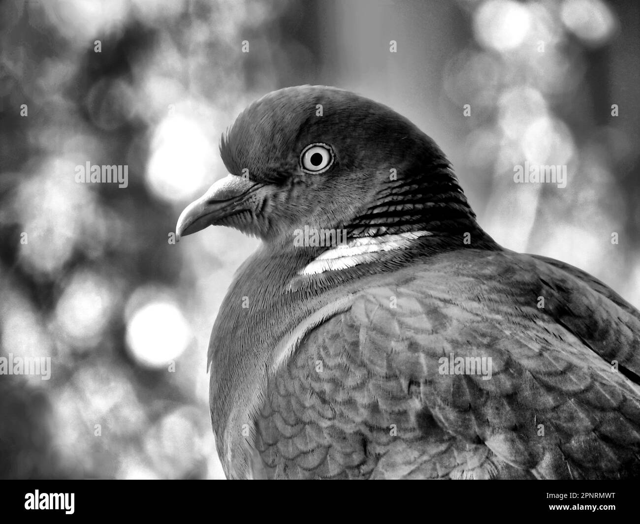 male wood pigeon in profile view. Columba palumbus. closeup view ...