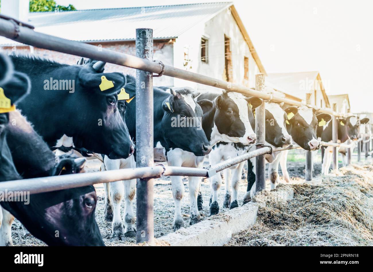 Cows looking over fence hi-res stock photography and images - Alamy