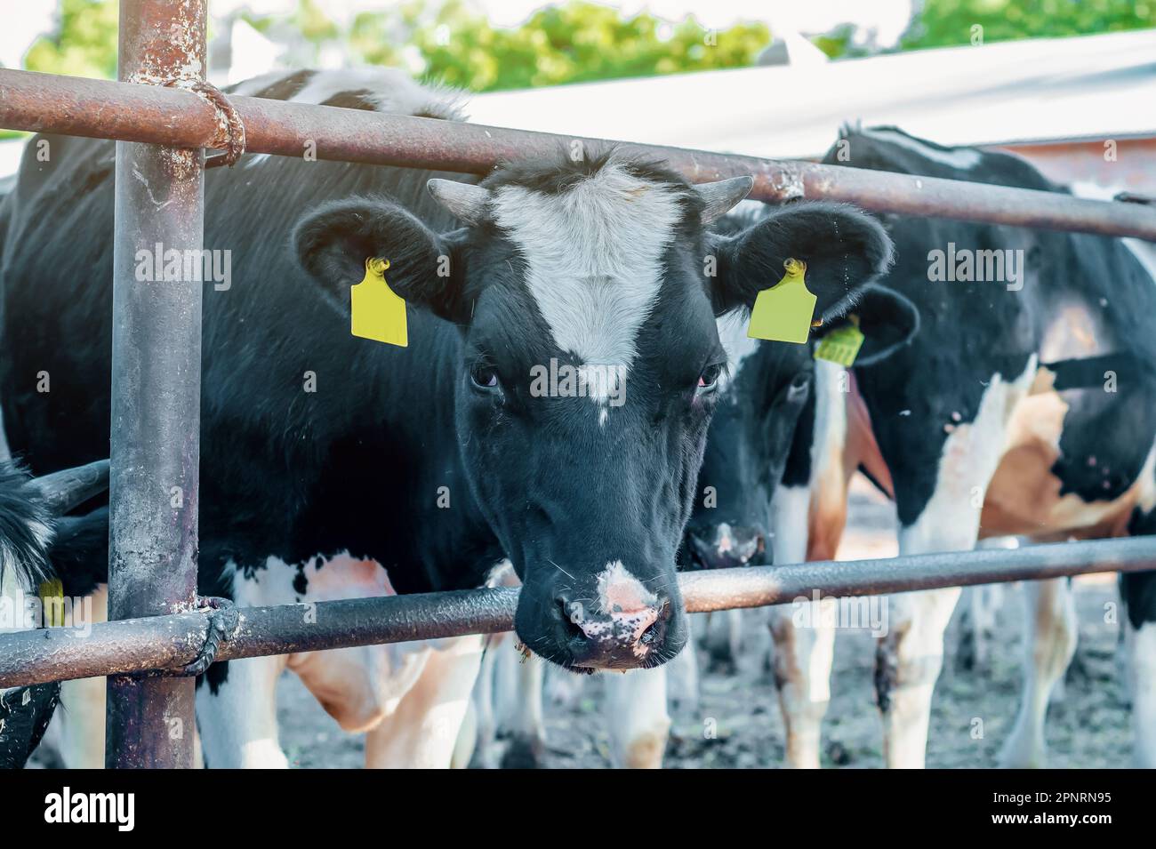 Cows in the village on the farm. Looking over fence Stock Photo - Alamy