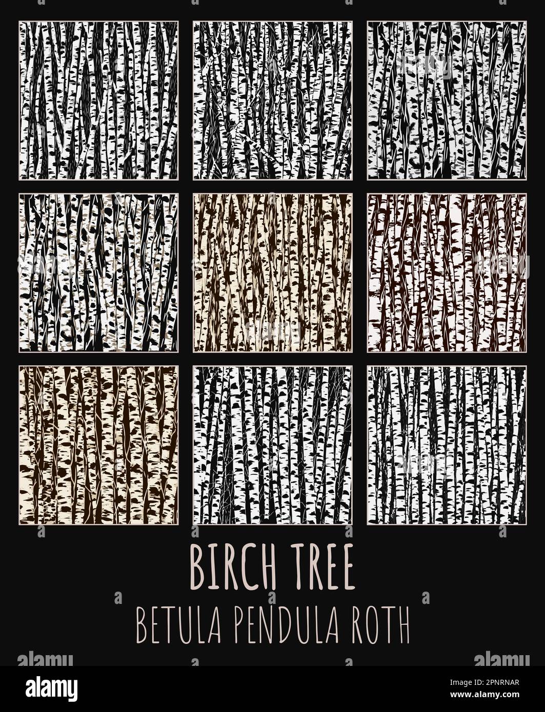 Birch grove illustration set. Betula pendula Roth is the Latin name for ...