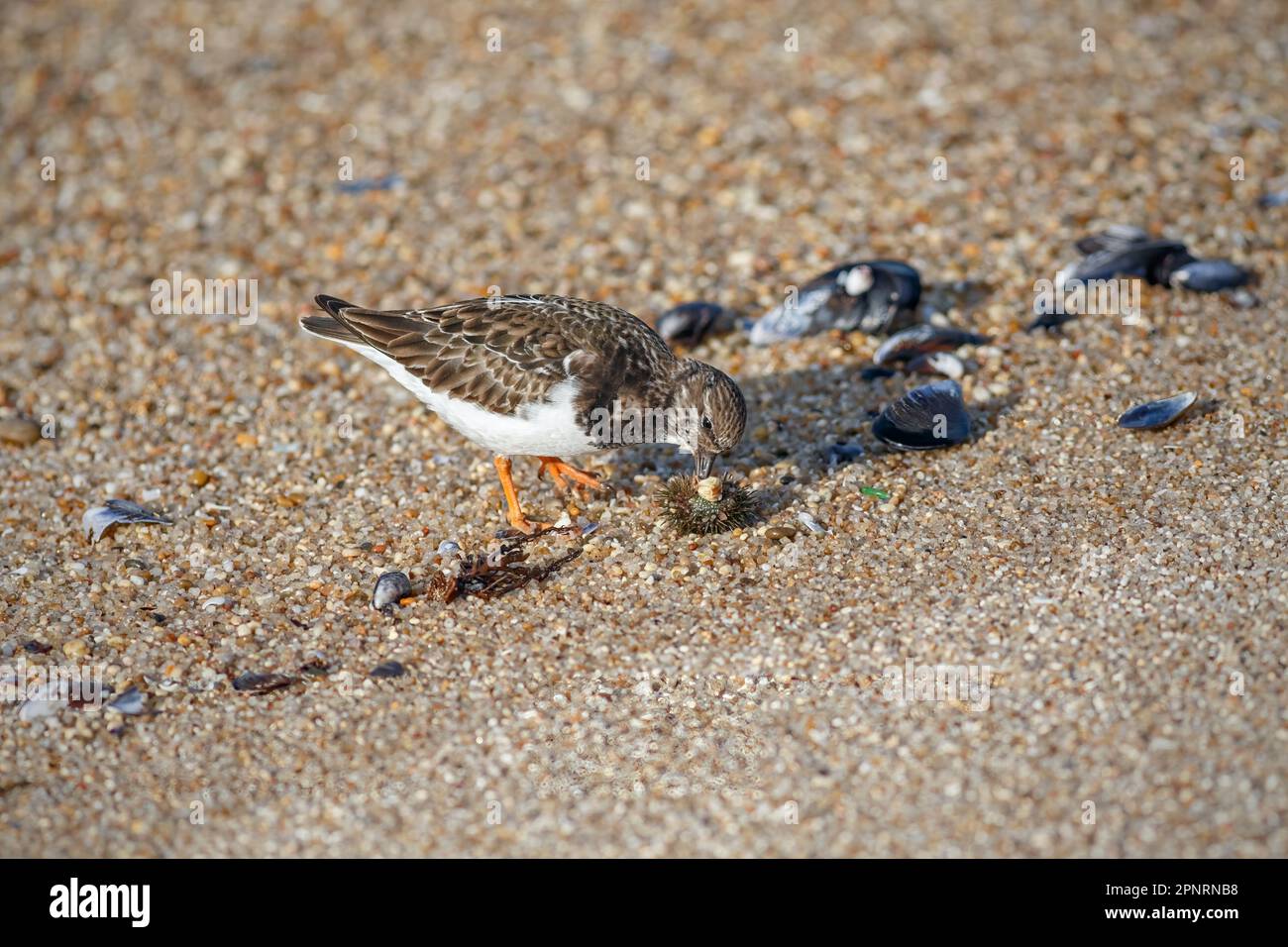 Urch hi-res stock photography and images - Alamy