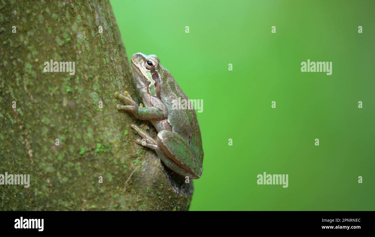Holarctic tree frogs Stock Photo - Alamy