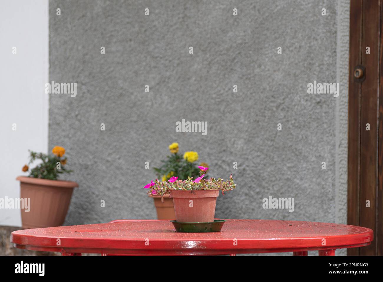 Vase of flowers on outdoor table hi-res stock photography and images ...