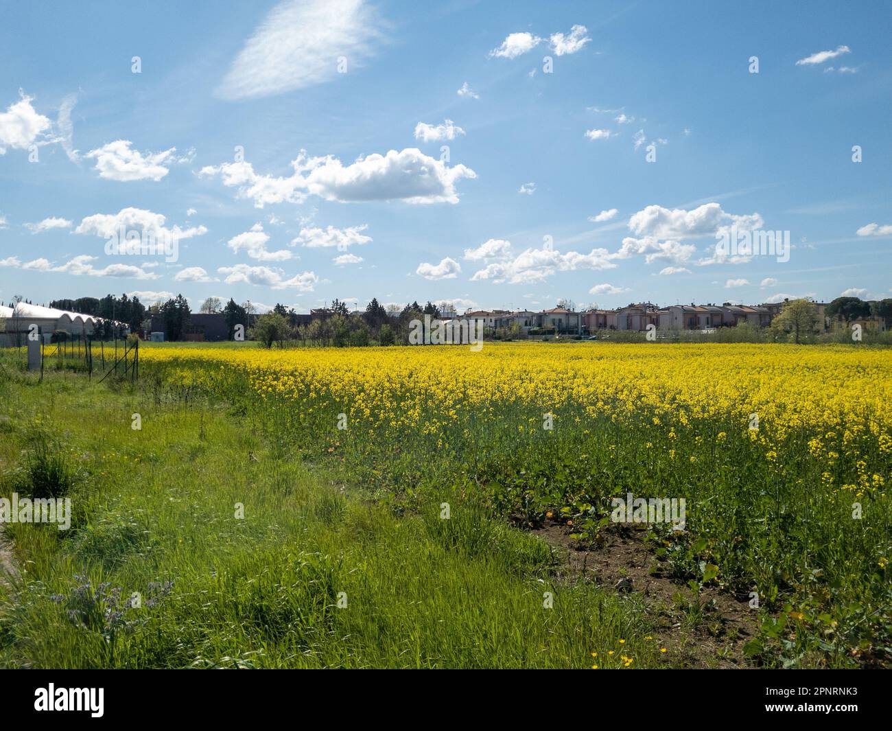 Rural landscape with flowering rapeseed fields Stock Photo - Alamy