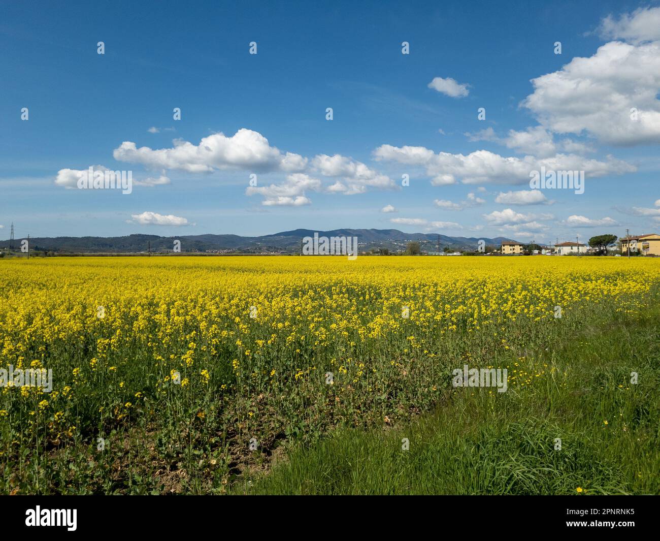 Rapeseed cultivation field hi-res stock photography and images - Alamy