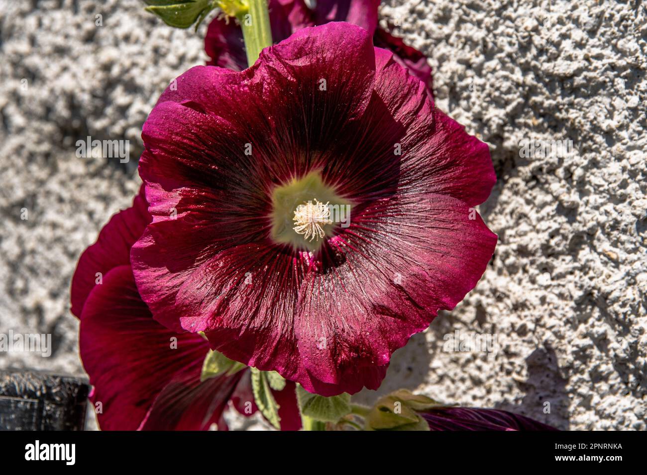 Close-up of a mallow flower Stock Photo - Alamy