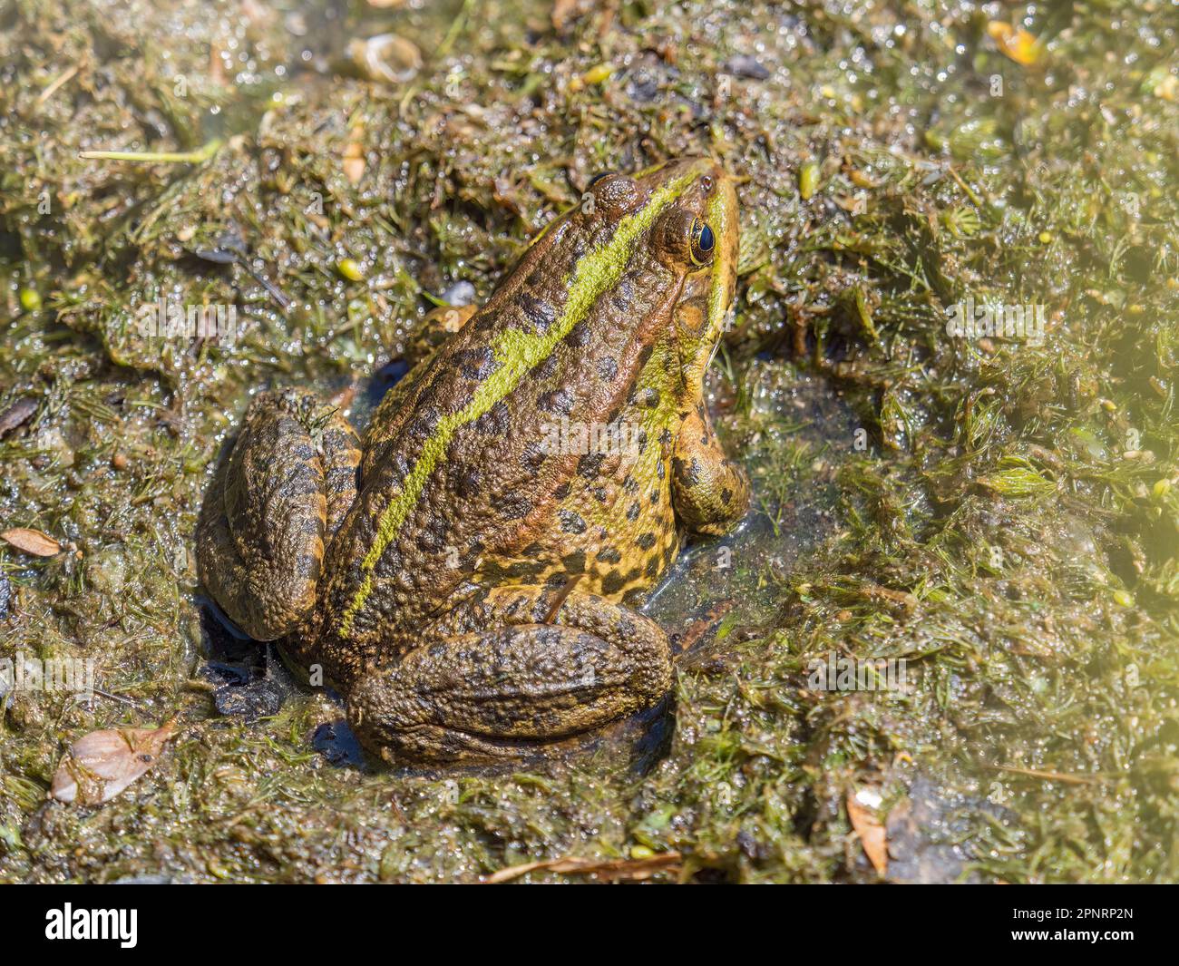 A large green frog with puffy cheeks sits in the marsh Stock Photo - Alamy