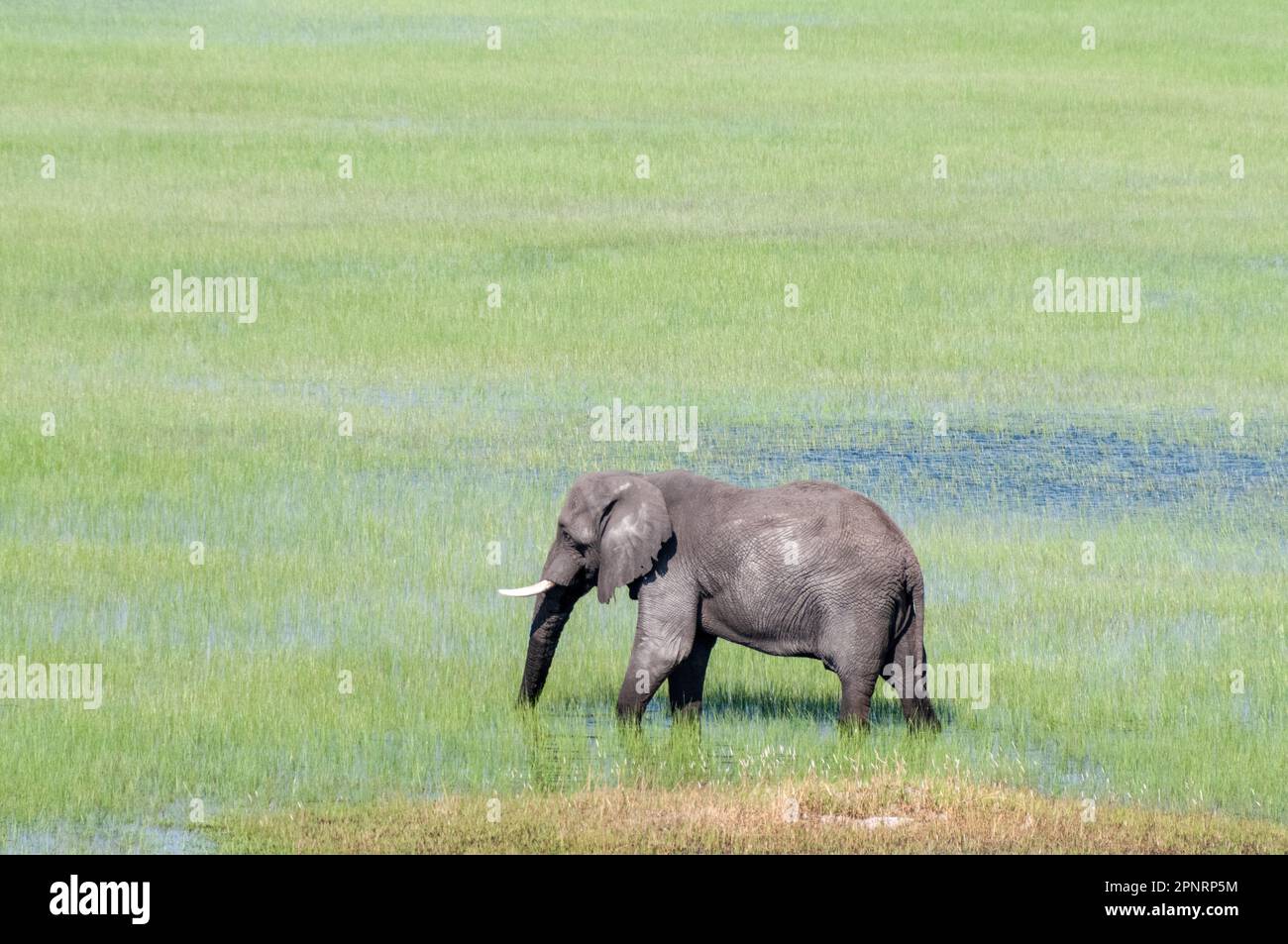Aerial shot of an Elephant wading through the Okavango Delta Wetlands ...
