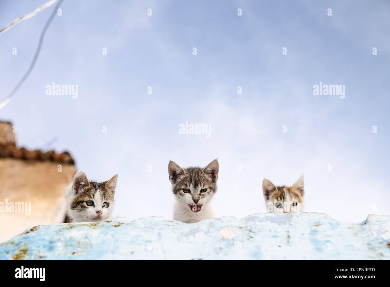Little Cats screaming in the sky Stock Photo - Alamy