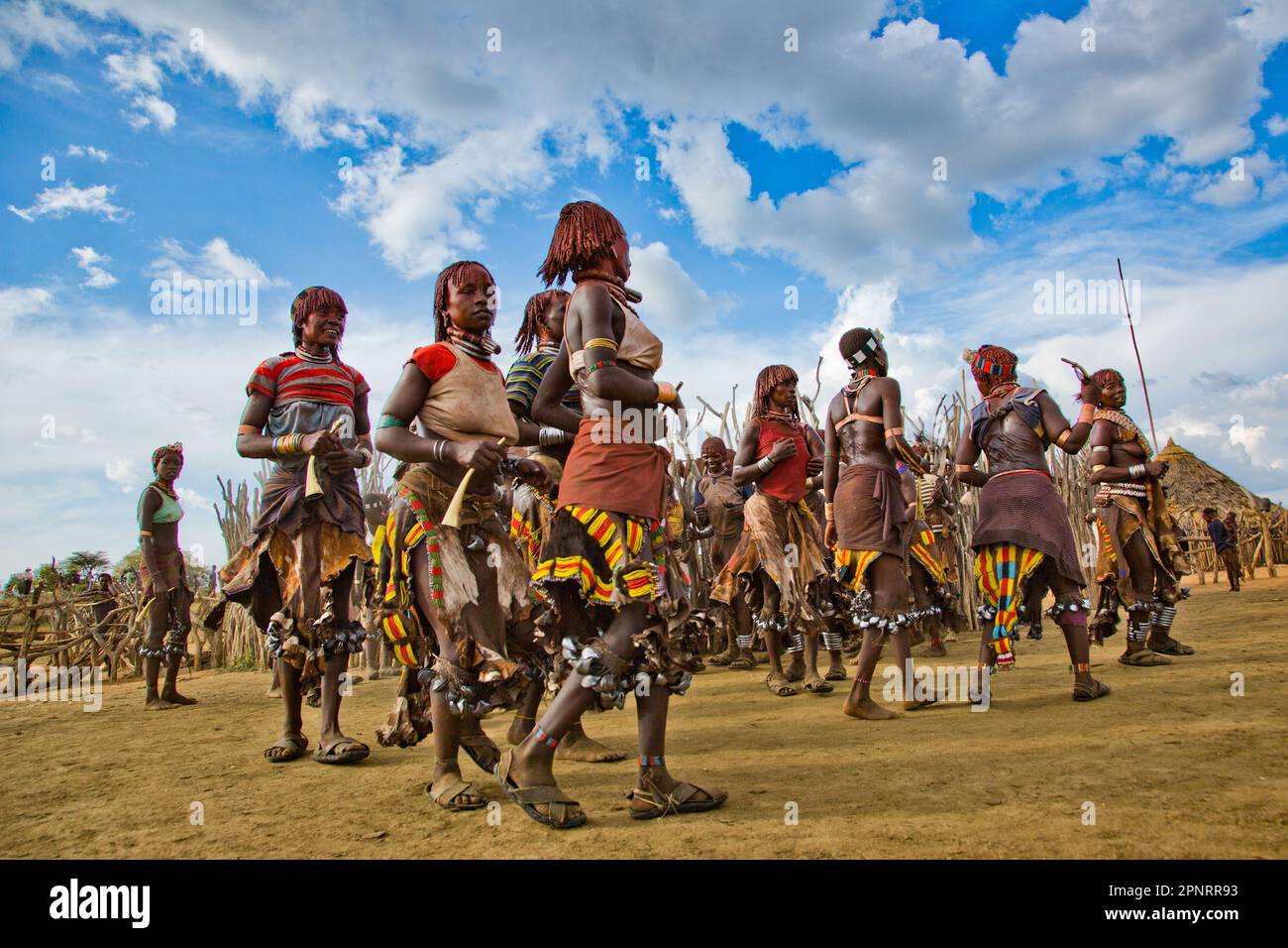 Bull-jumping ceremony women relatives dance Hamer Tribe, Ethiopia Stock ...