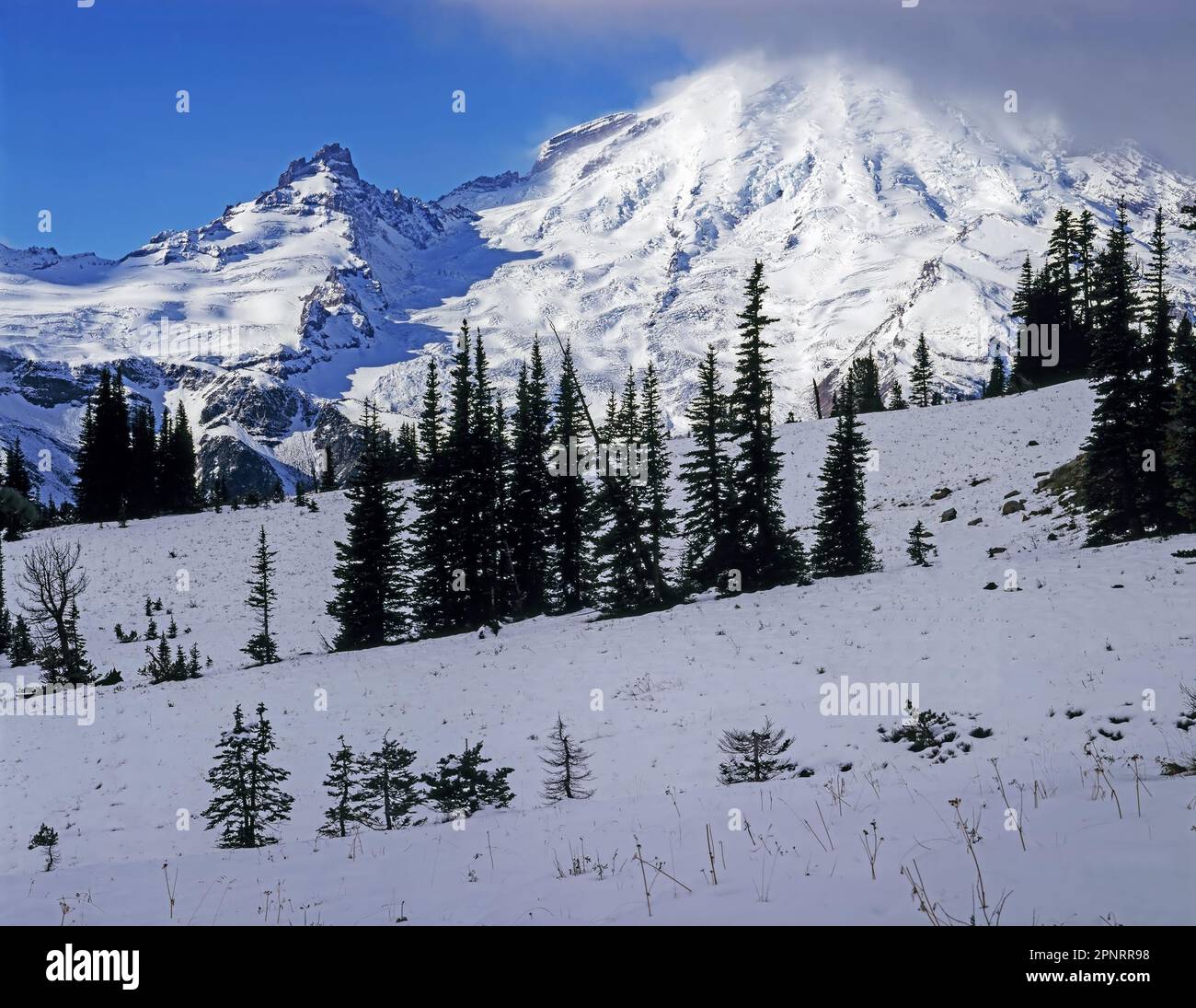 Mt.Rainier in the Cascade Range of the Pacific Northwest, Washington ...
