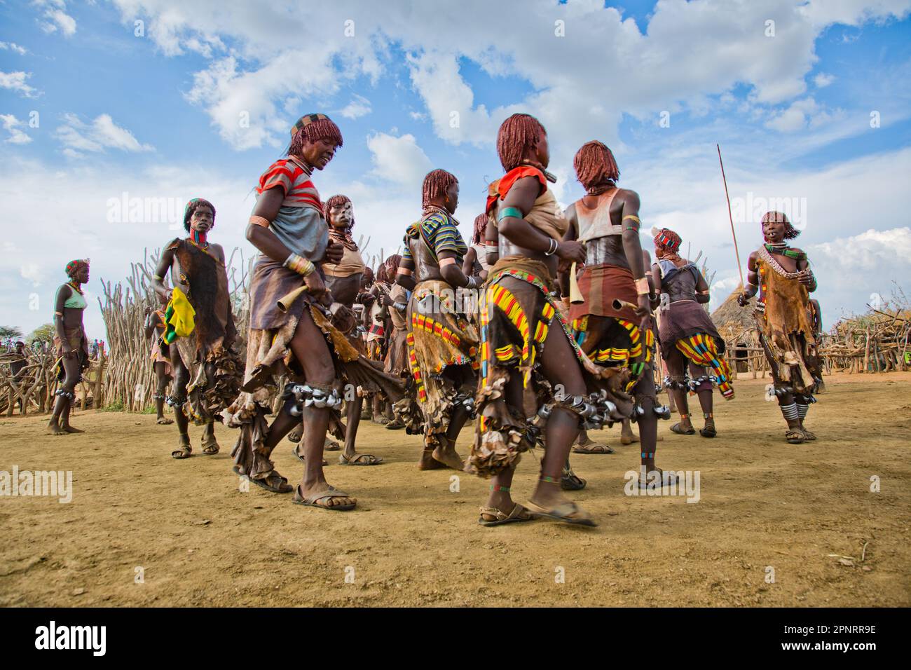 Bull-jumping ceremony women relatives dance Hamer Tribe, Ethiopia Stock ...
