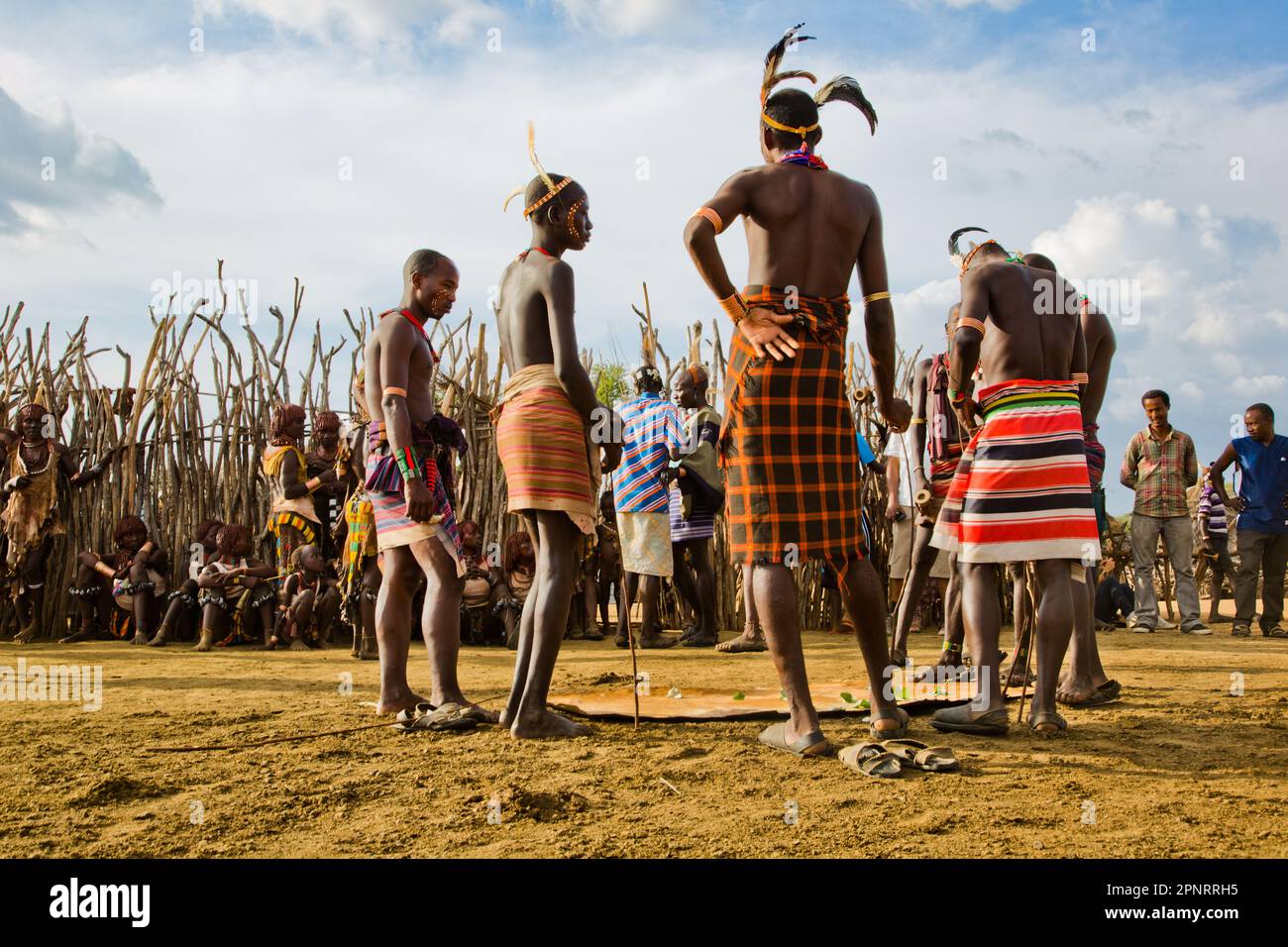 Bull-jumping ceremony Hamer Tribe, Ethiopia Stock Photo - Alamy