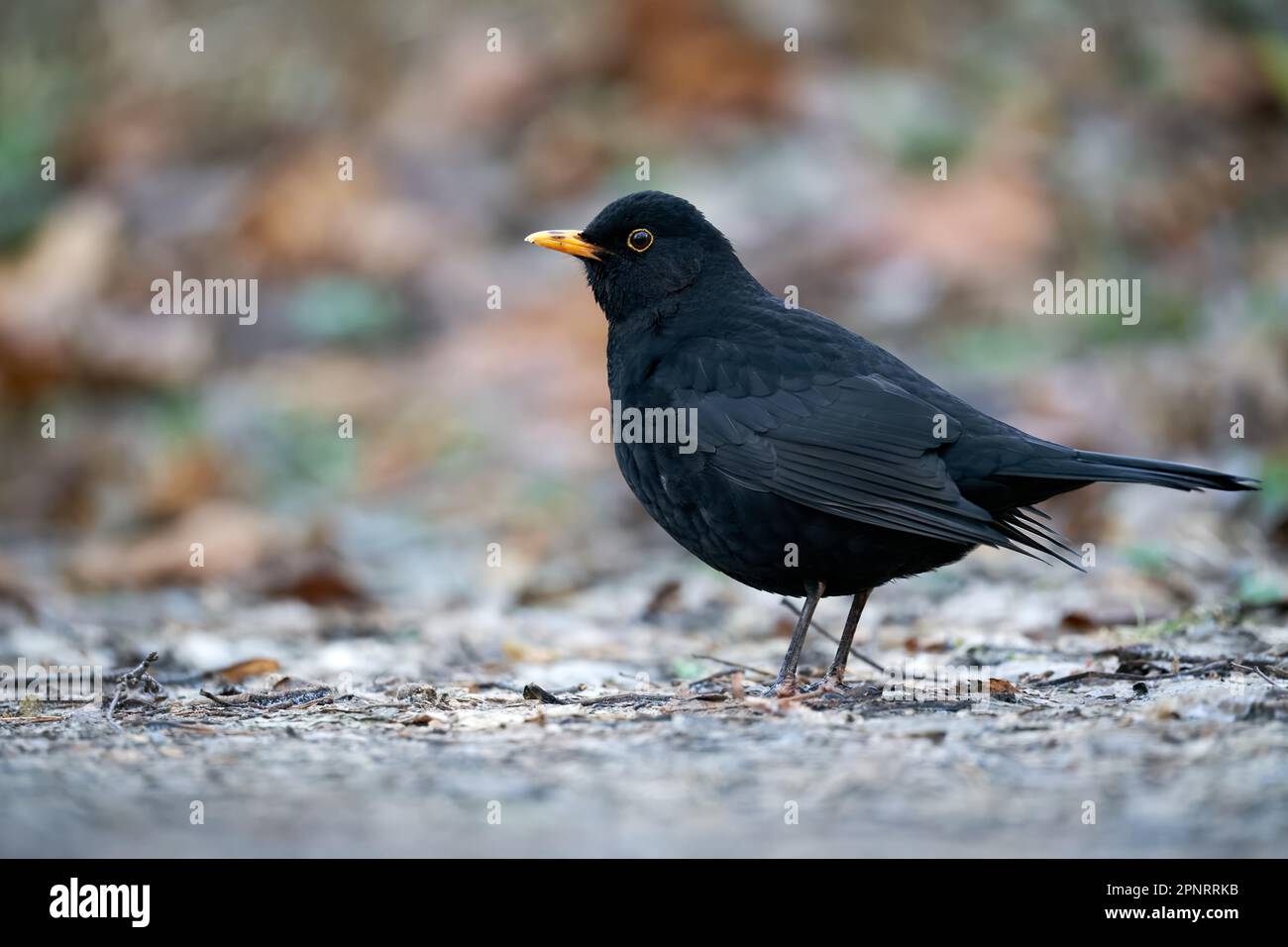 A blackbird standing on the ground and looking at the camera. Turdus ...