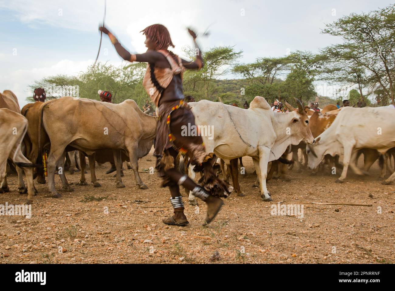 Bull-jumping ceremony Hamer Tribe, Ethiopia Stock Photo - Alamy