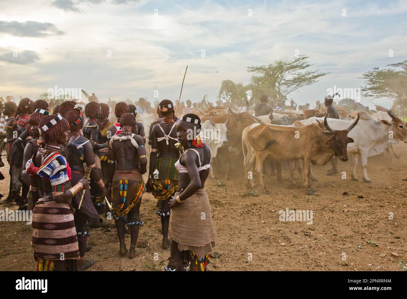 Bull-jumping ceremony Hamer Tribe, Ethiopia Stock Photo - Alamy