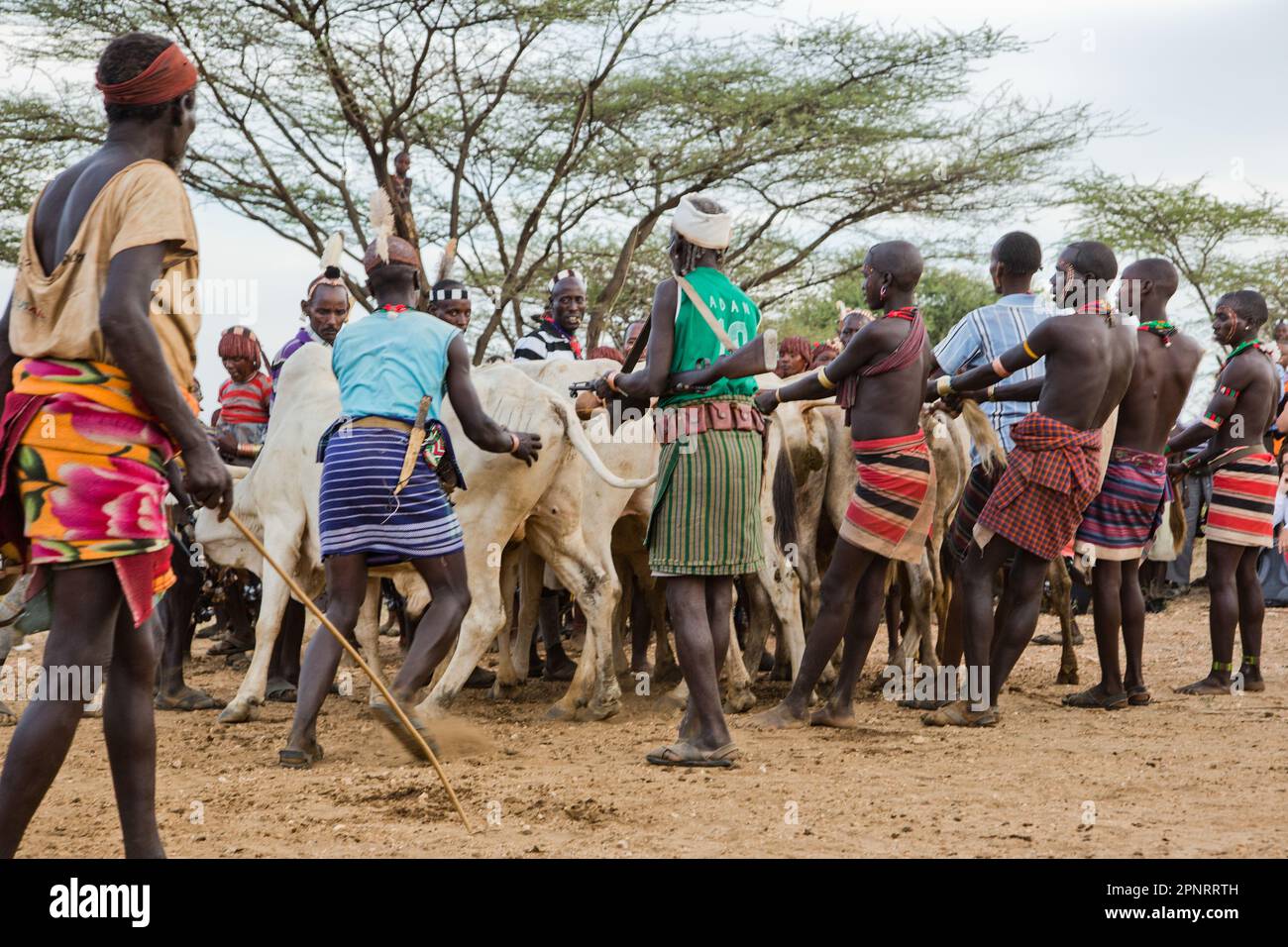 Bull-jumping ceremony Hamer Tribe, Ethiopia Stock Photo - Alamy