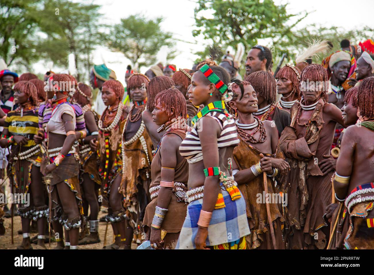 Bull-jumping ceremony Hamer Tribe, Ethiopia Stock Photo - Alamy