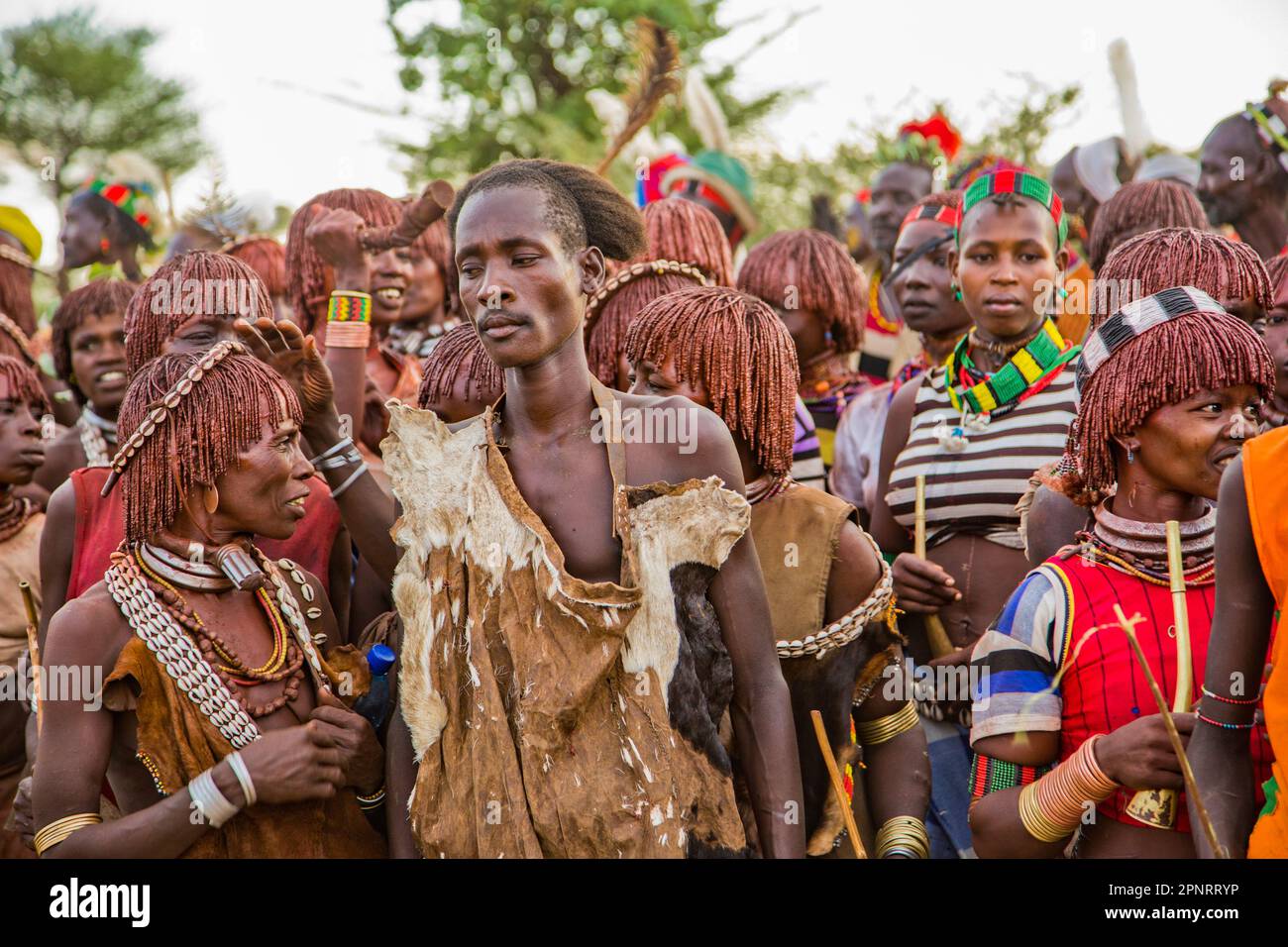 Bull-jumping ceremony Hamer Tribe, Ethiopia Stock Photo - Alamy