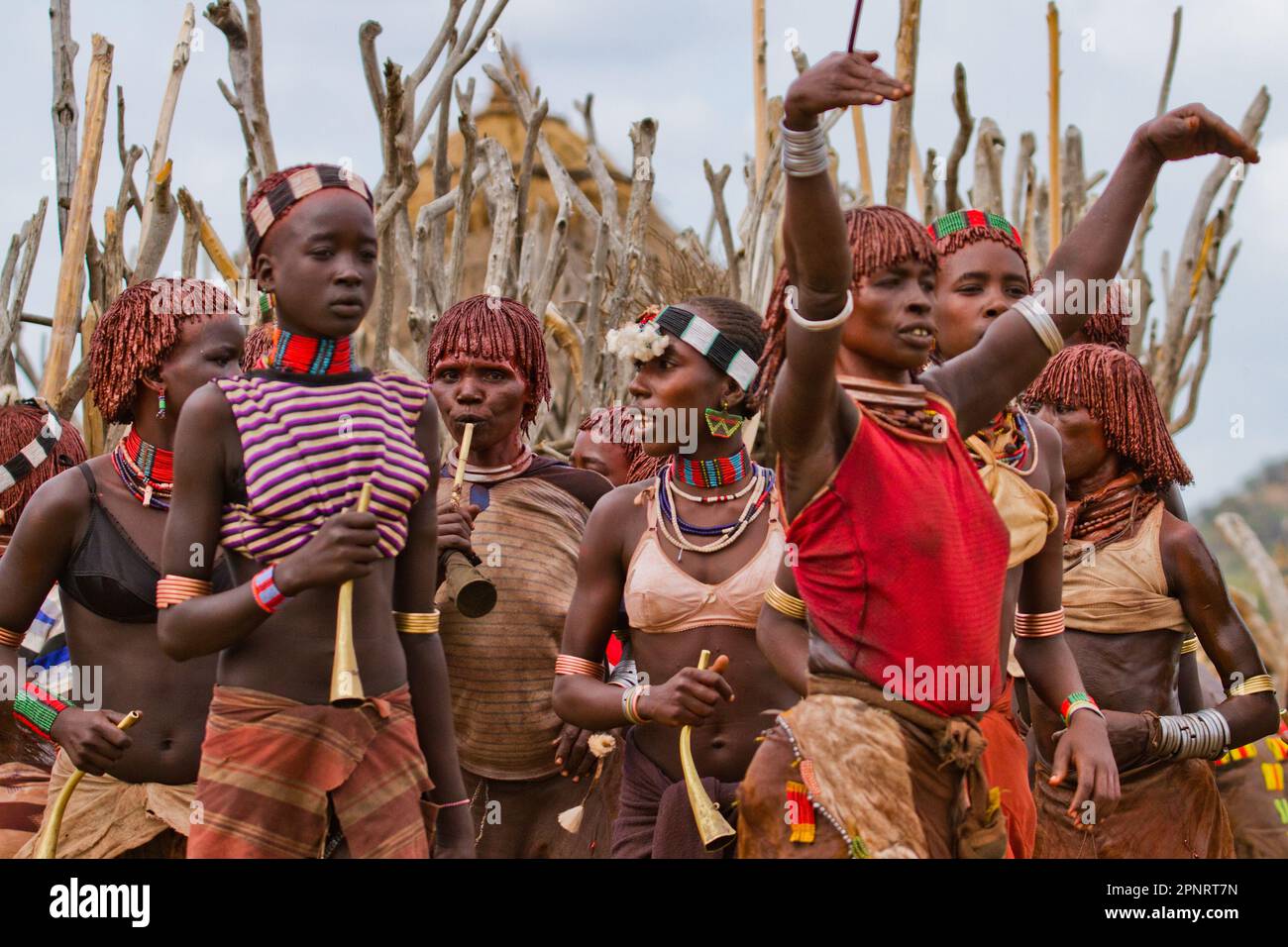 Bull-jumping ceremony women relatives dance Hamer Tribe, Ethiopia Stock ...