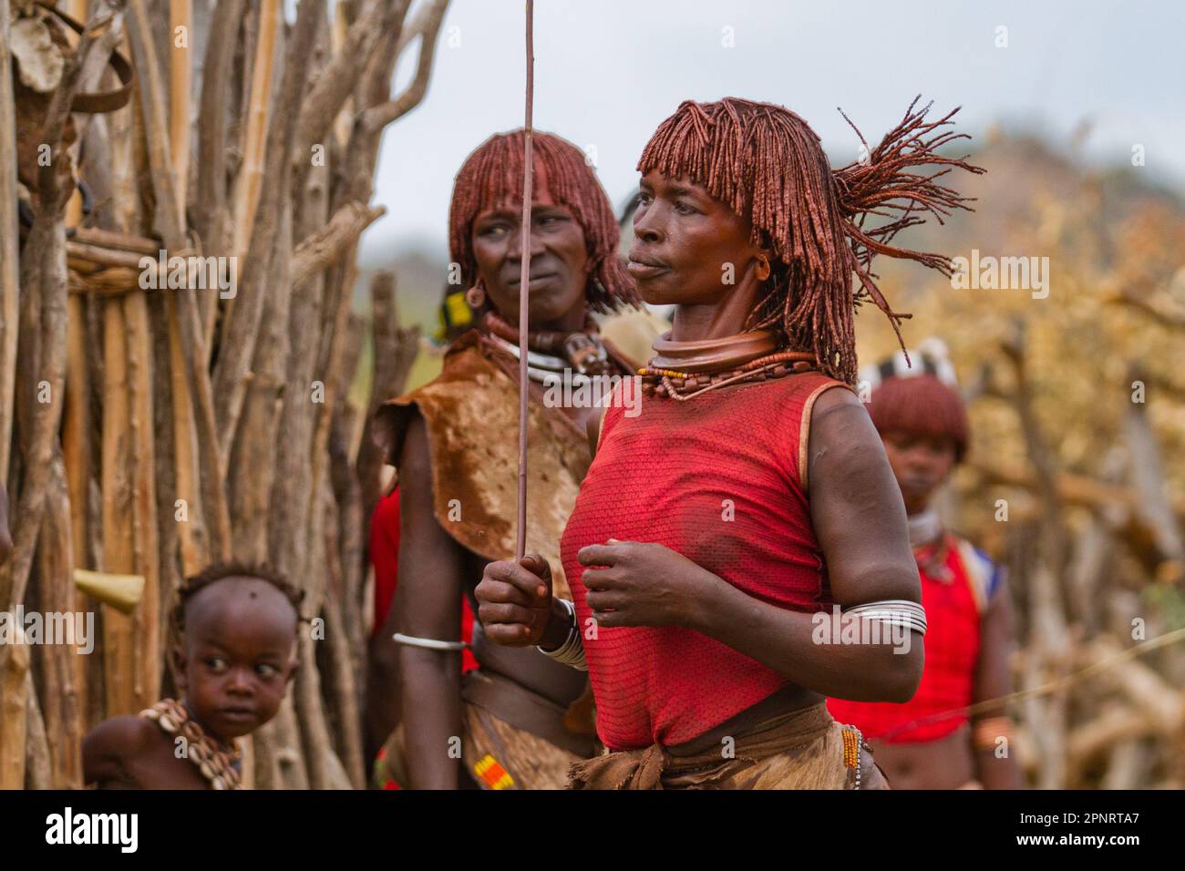 Bull-jumping ceremony Hamer Tribe, Ethiopia Stock Photo - Alamy