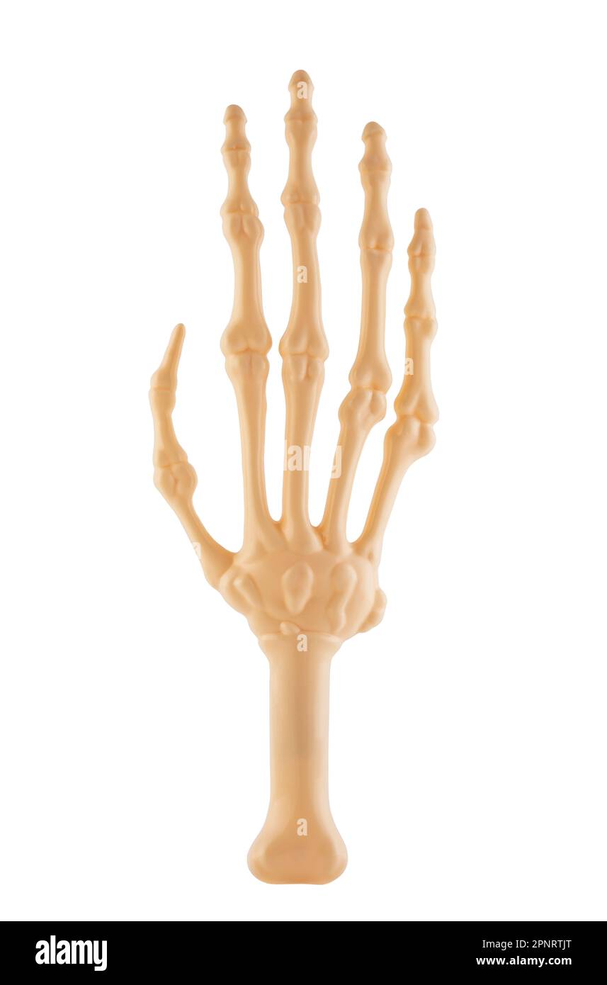 Spooky halloween skeletal hand isolated on white background with ...