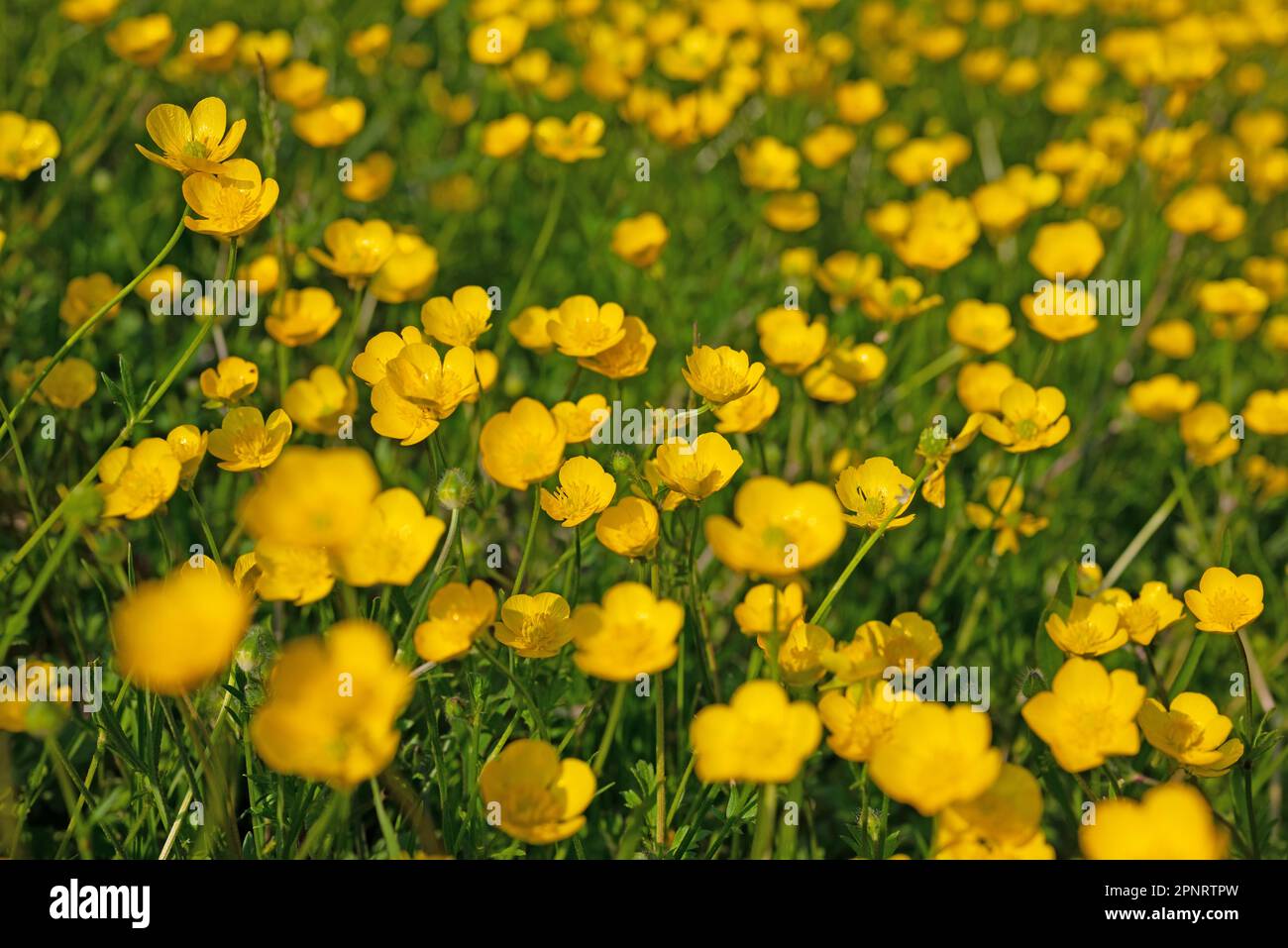 Sharp buttercups hi-res stock photography and images - Alamy