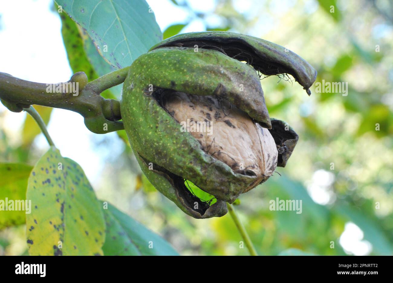 On a branch of a tree mature walnut with a cracked green shell Stock ...