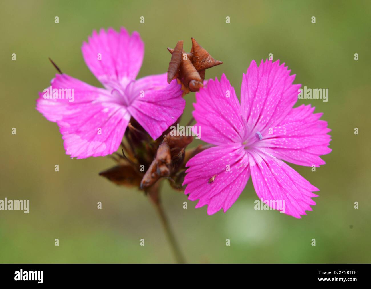 In the wild, carnation (Dianthus) blooms among herbs Stock Photo - Alamy