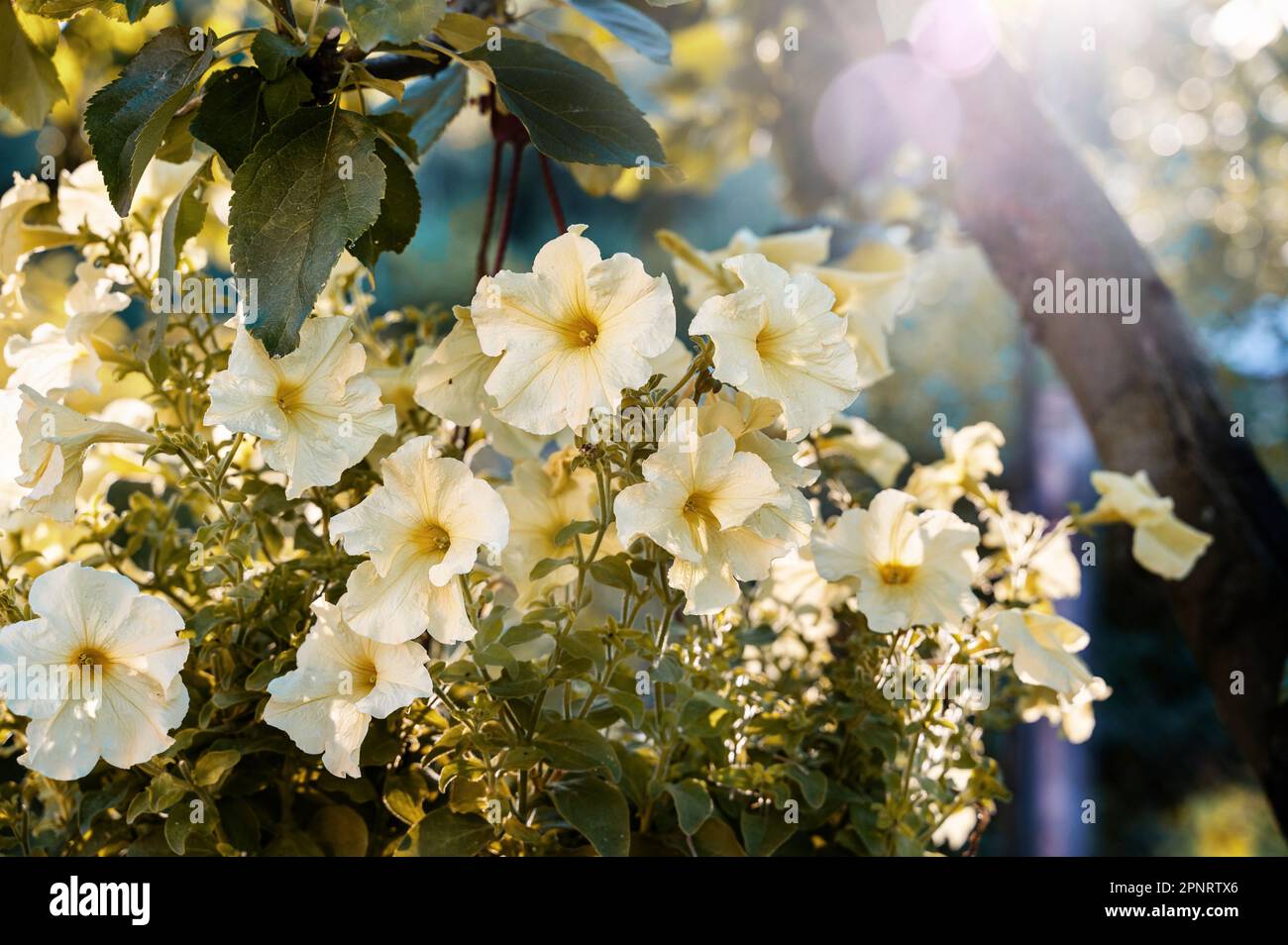 first flower of petunia pendula over green and white background, design ...