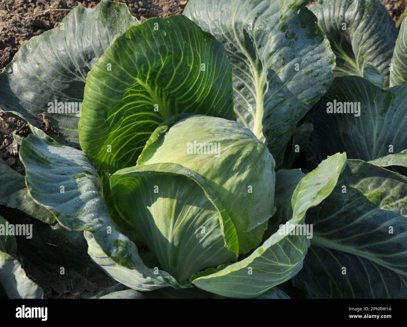 Open cabbage hi-res stock photography and images - Alamy