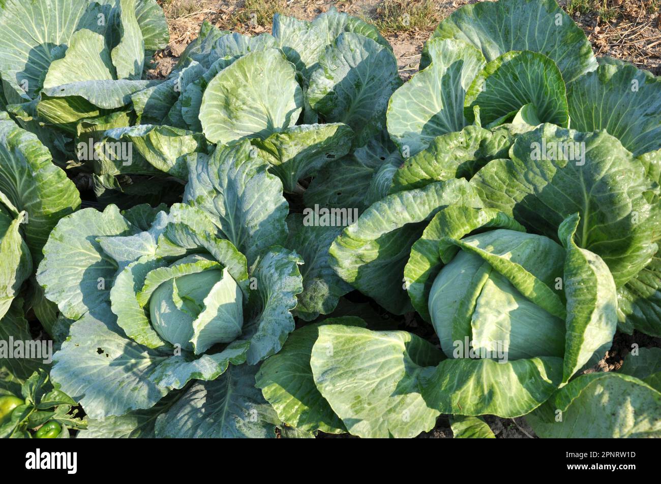 Open cabbage hi-res stock photography and images - Alamy
