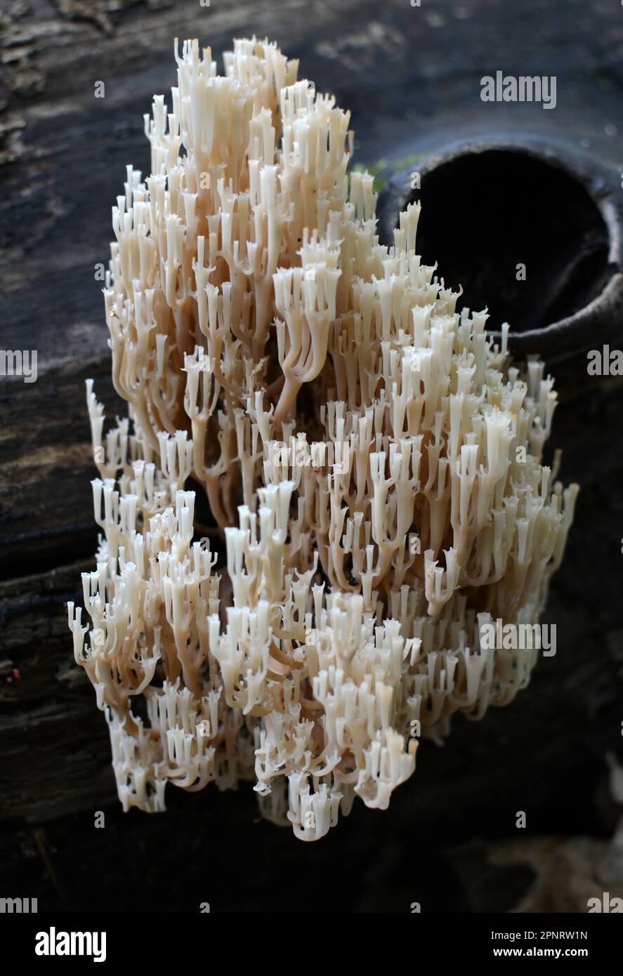 Conditionally edible coral fungus Artomyces pyxidatus grows in the wild ...