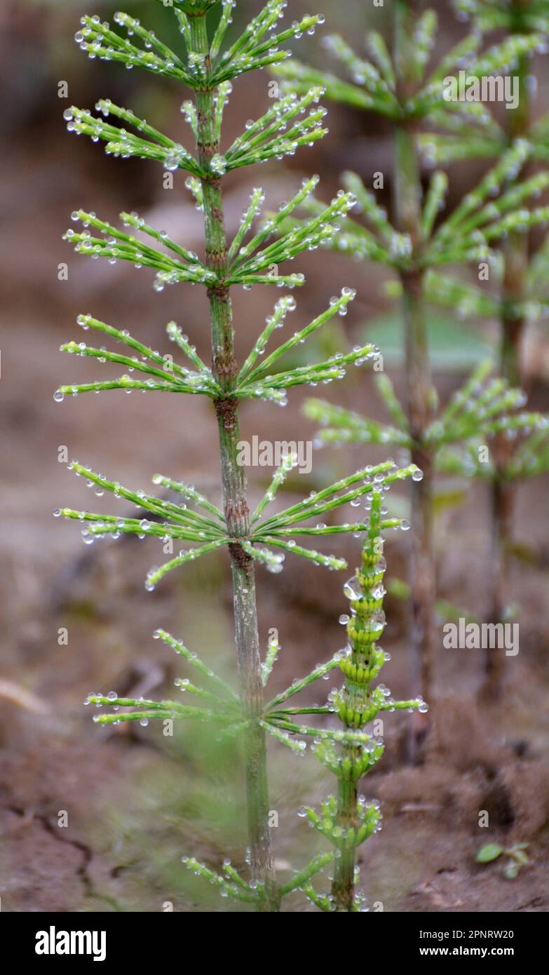 Horsetail field (Equisetum arvense) grows in the wild Stock Photo - Alamy