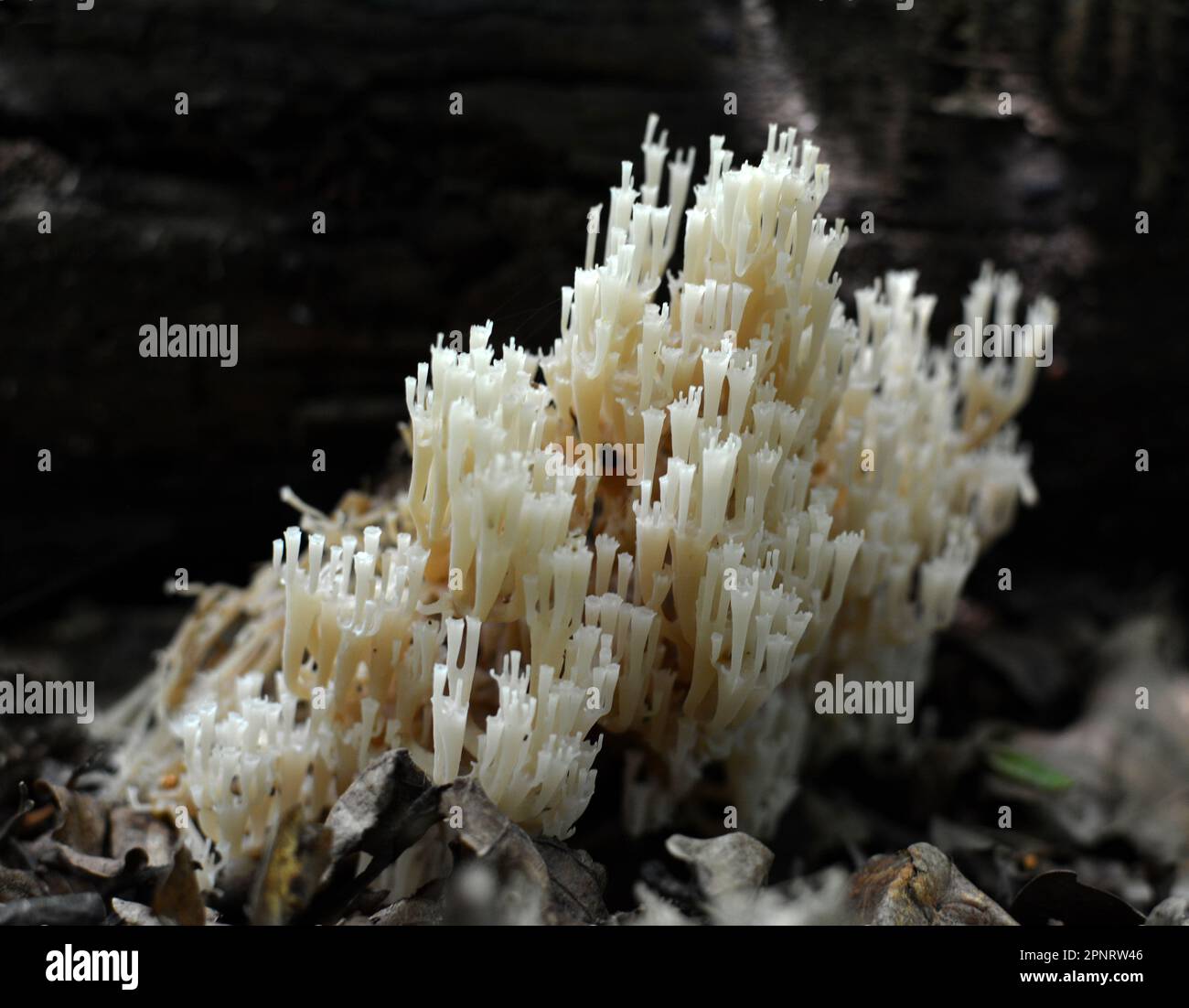 Conditionally edible coral fungus Artomyces pyxidatus grows in the wild ...