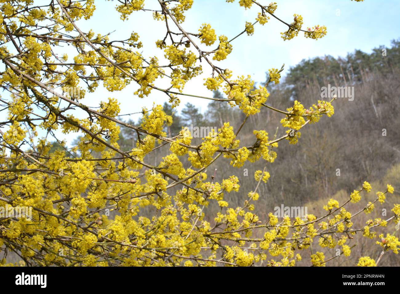 In spring cornel is real (Cornus mas) blooms in the wild Stock Photo ...