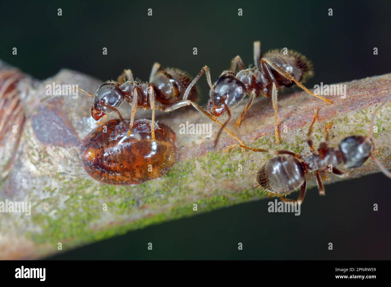 Honeydew-collecting ants from European fruit lecanium, brown scale or ...